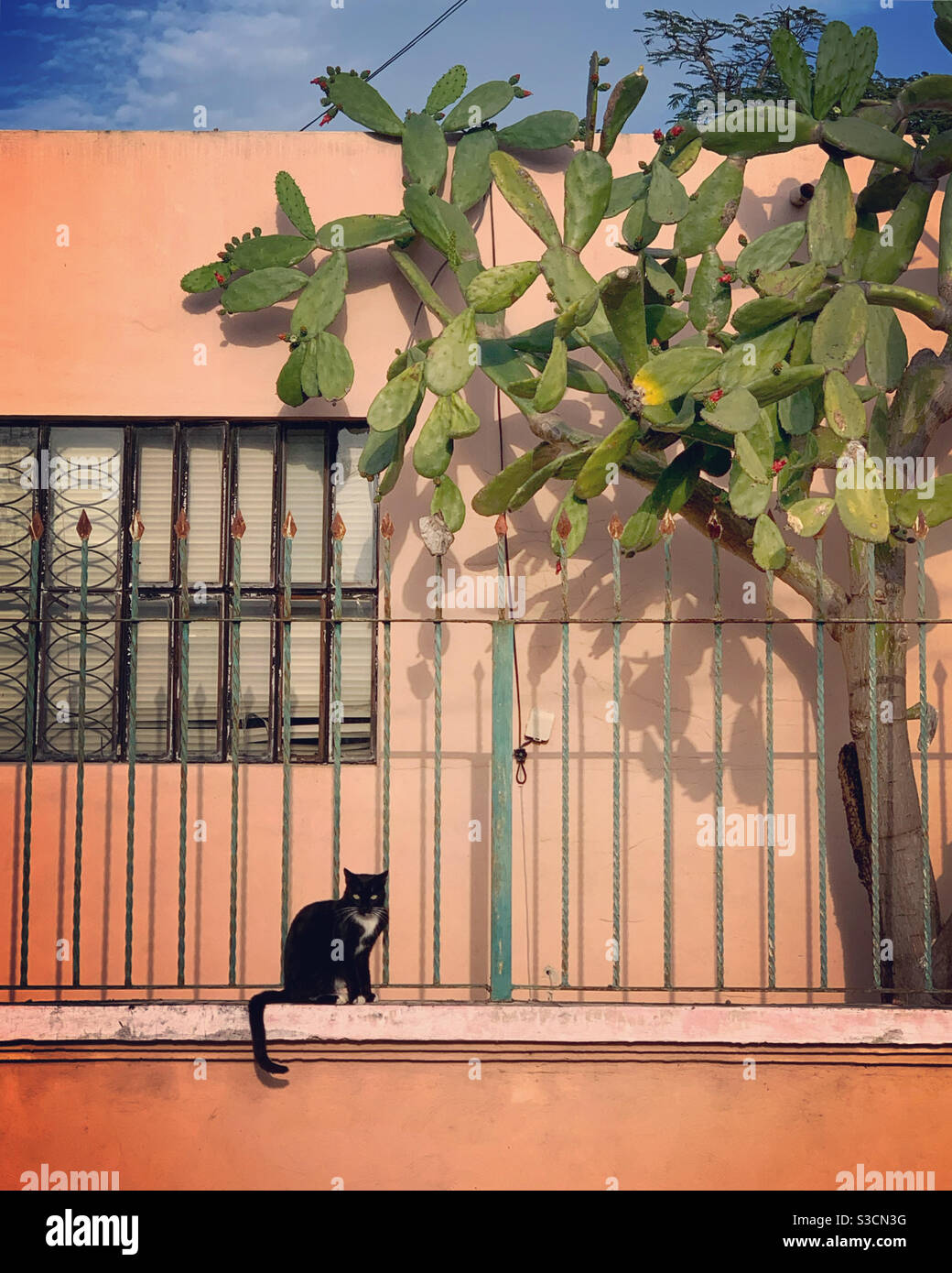 Cactus cat hi-res stock photography and images - Alamy