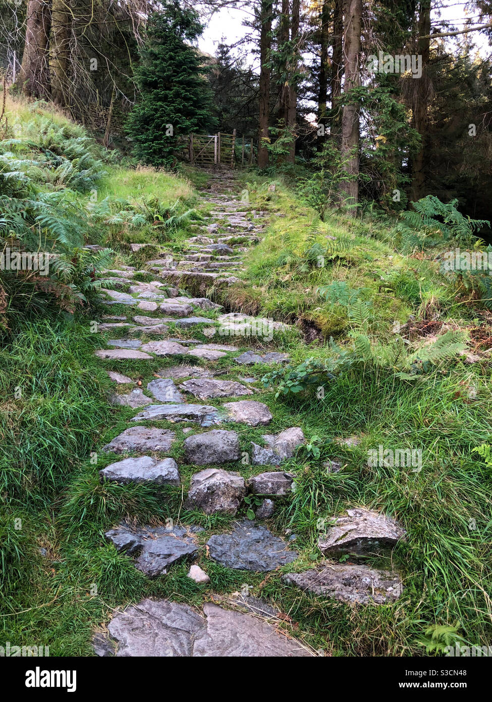 Pathway trees hi-res stock photography and images - Alamy