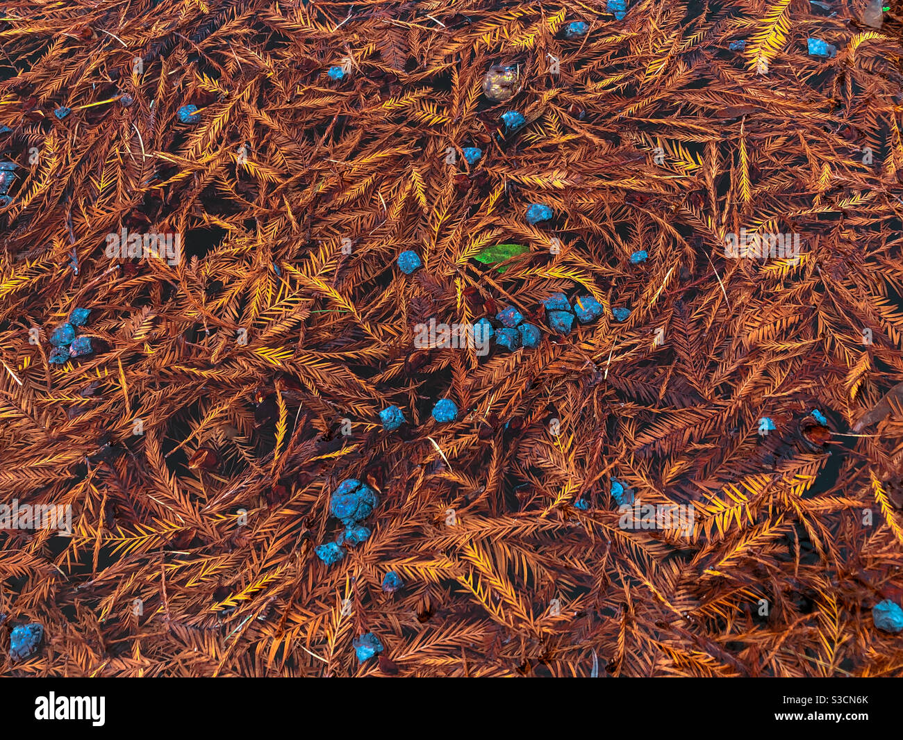 Seeds floating water hi-res stock photography and images - Alamy
