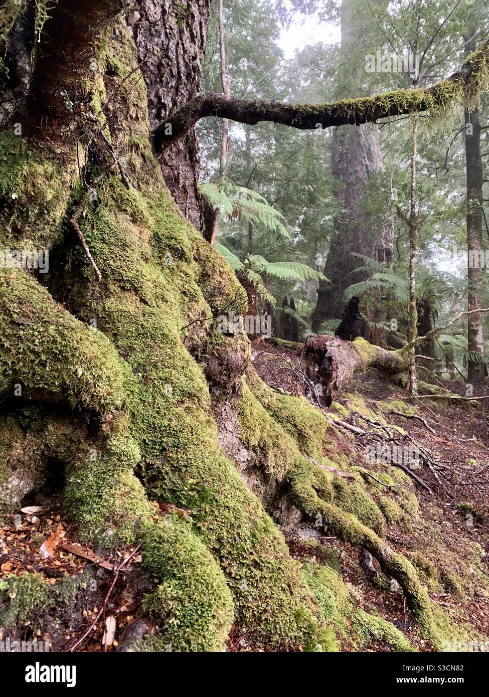 Rainforest tasmania High Resolution Stock Photography and Images - Alamy
