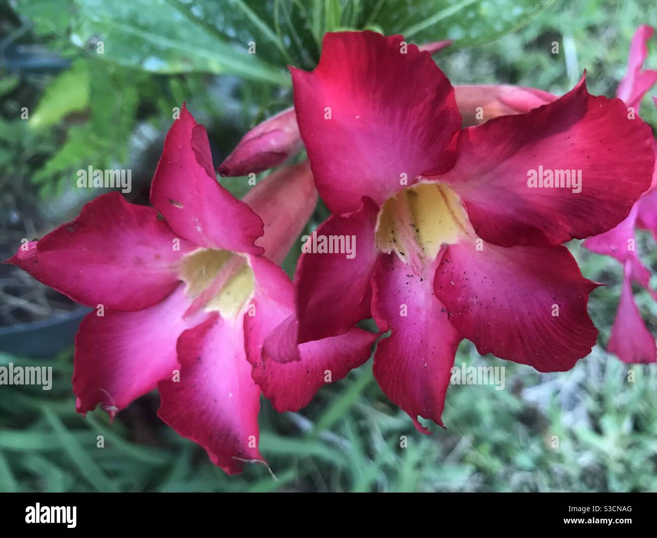 pink desert roses Stock Photo - Alamy