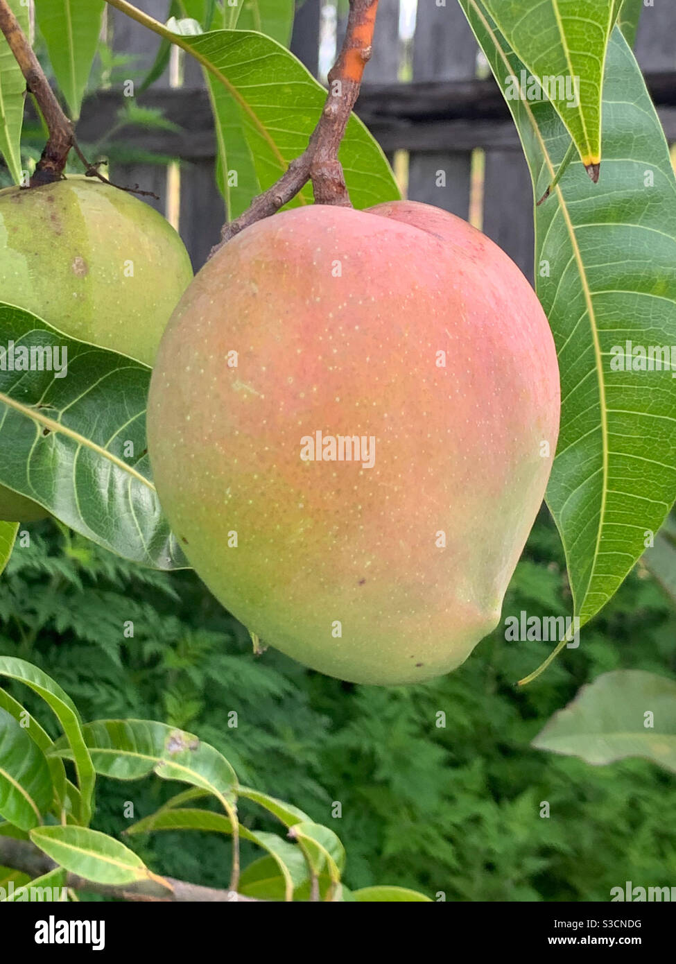 Mangoes growing mango tree hi-res stock photography and images - Alamy