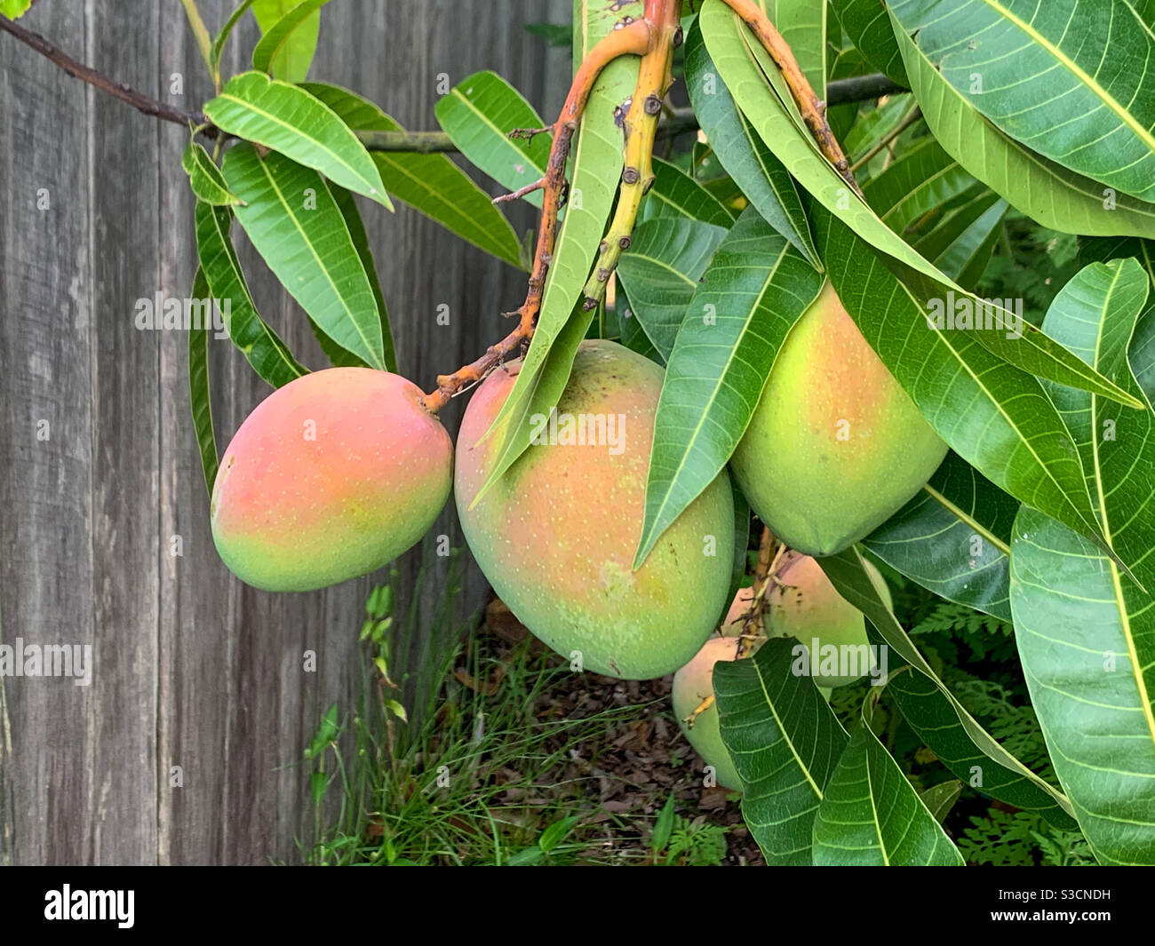 Later stages of ripening hi-res stock photography and images - Alamy