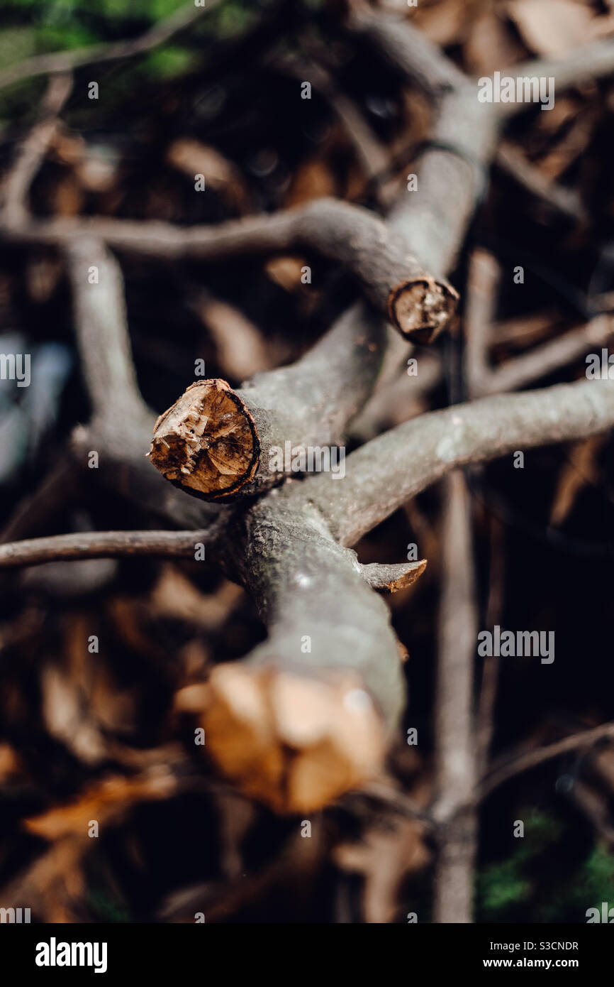 Wasted tree hi-res stock photography and images - Alamy