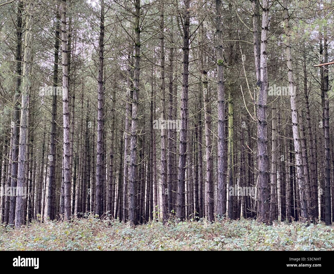 English pine woods hi-res stock photography and images - Alamy