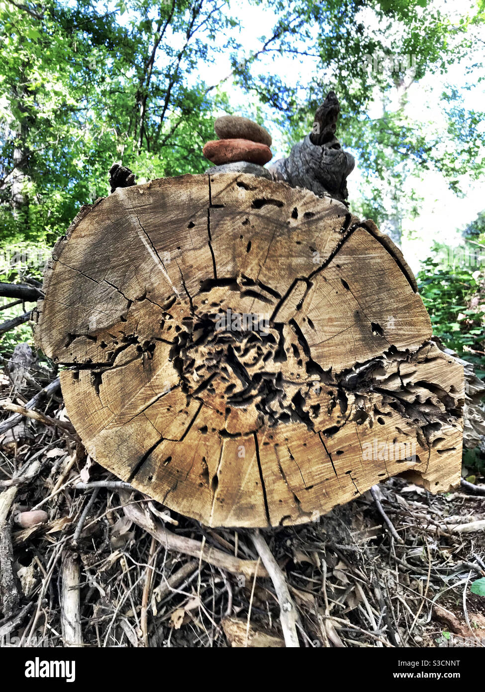 Fallen Tree Roots High Resolution Stock Photography and Images - Alamy