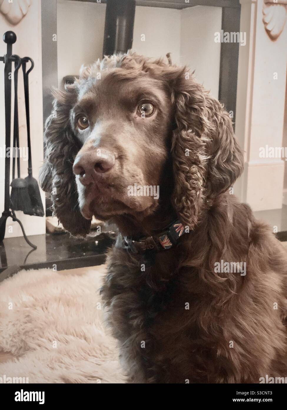 Fluffy cocker spaniel hi-res stock photography and images - Alamy