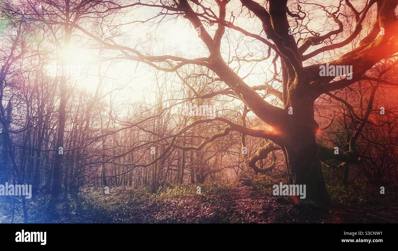 A photograph of a large beech tree in a natural woodland in autumn ...