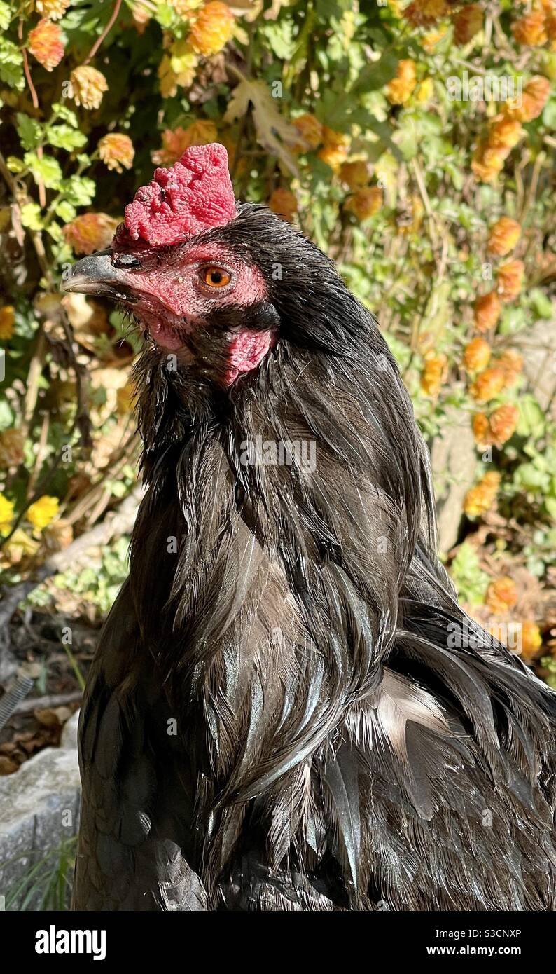 Chicken portrait hi-res stock photography and images - Alamy