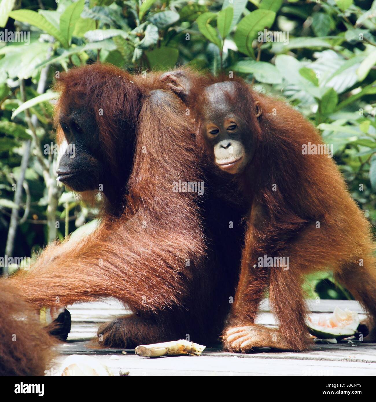 Mother and baby orangutans in Tanjung Puting National Park Kalimantan ...
