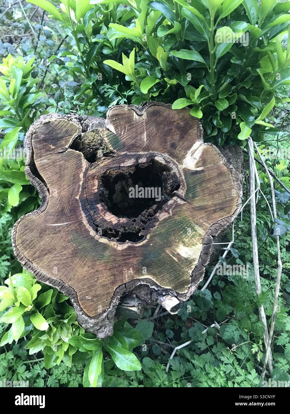 Gnarled stump hi-res stock photography and images - Alamy