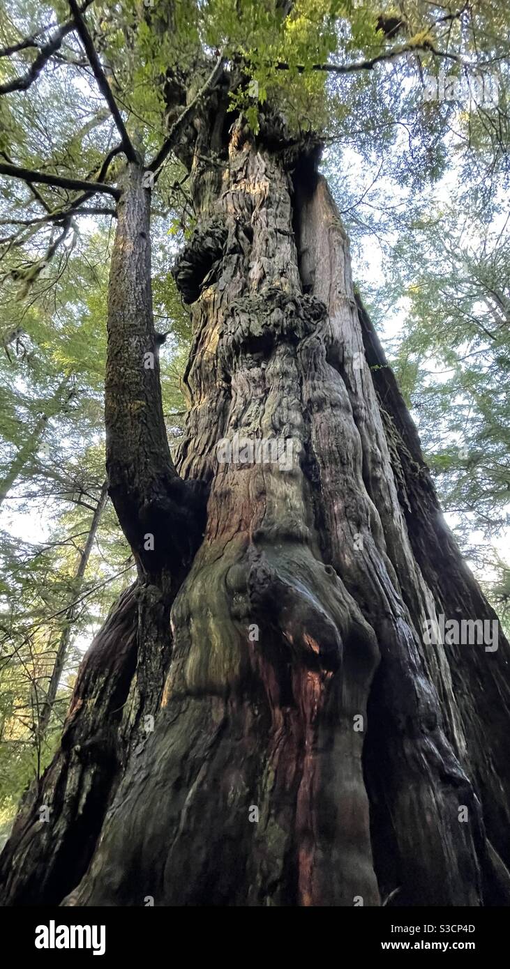 Weird Tree Growth High Resolution Stock Photography and Images - Alamy