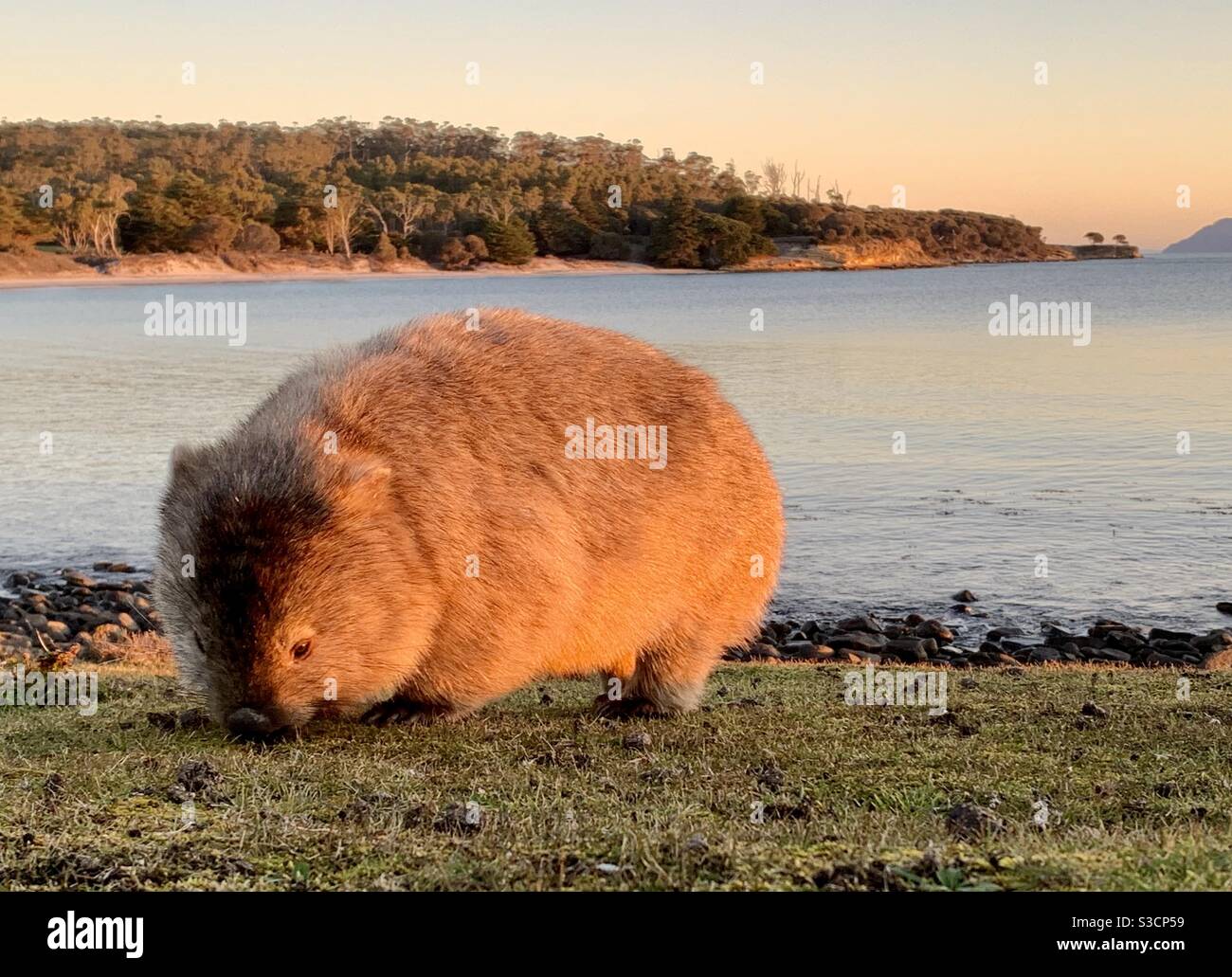 Maria island national park tasmania hi-res stock photography and images ...