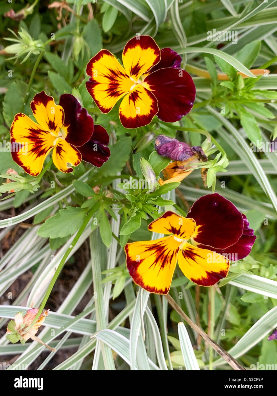 Three red and maroon pansies or violas in the garden Stock Photo - Alamy