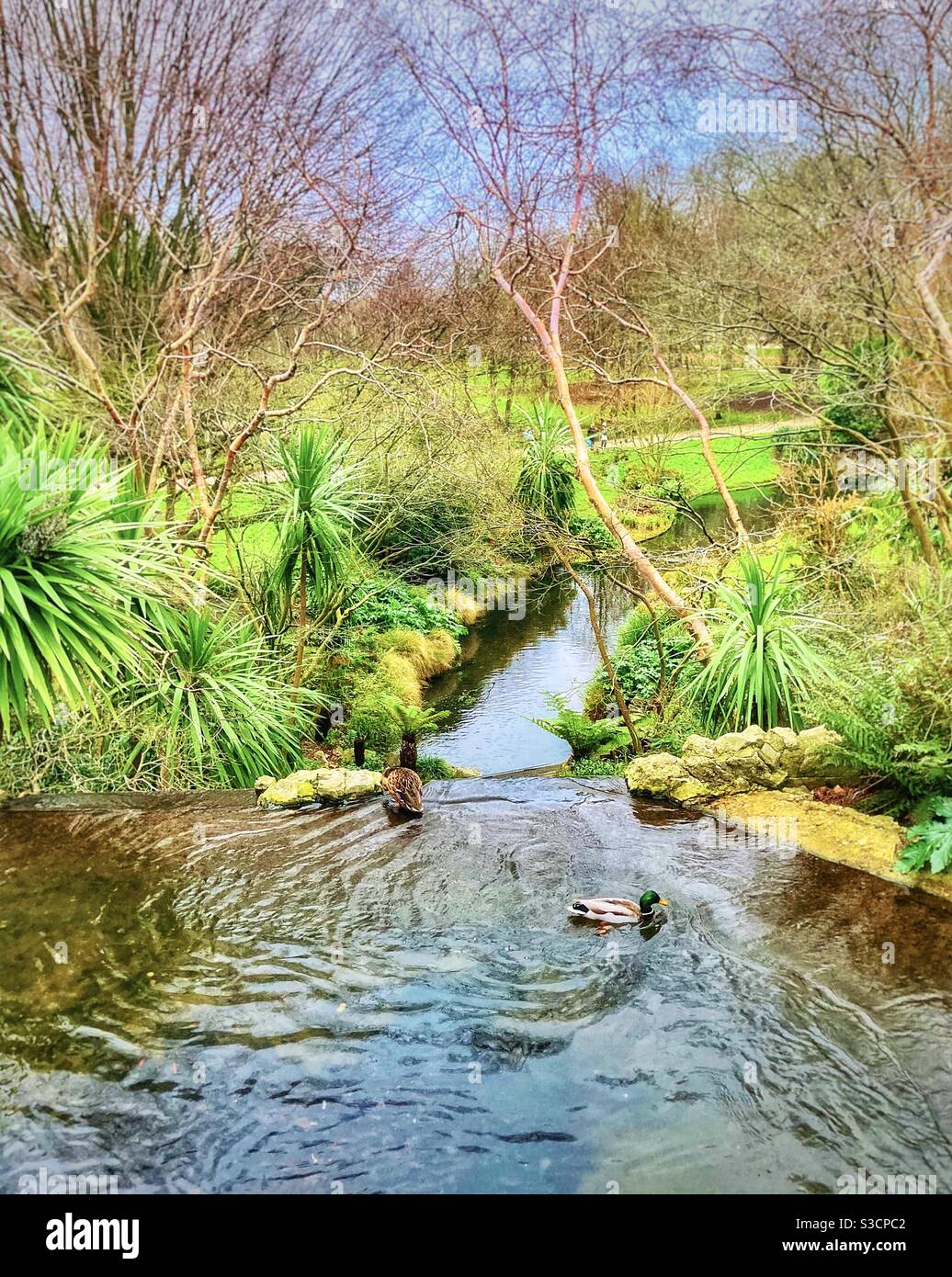 Stream and ducks hi-res stock photography and images - Alamy