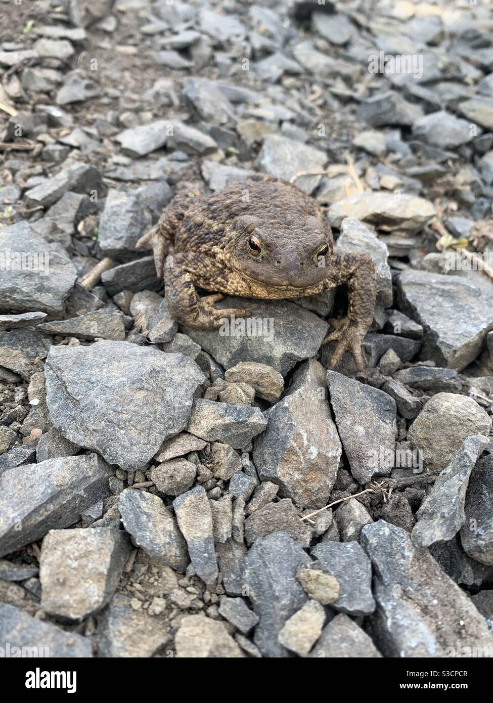 Toad on the road hi-res stock photography and images - Alamy