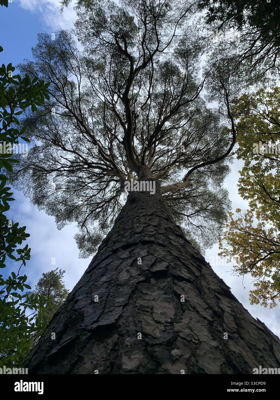 Woodland giant hi-res stock photography and images - Alamy
