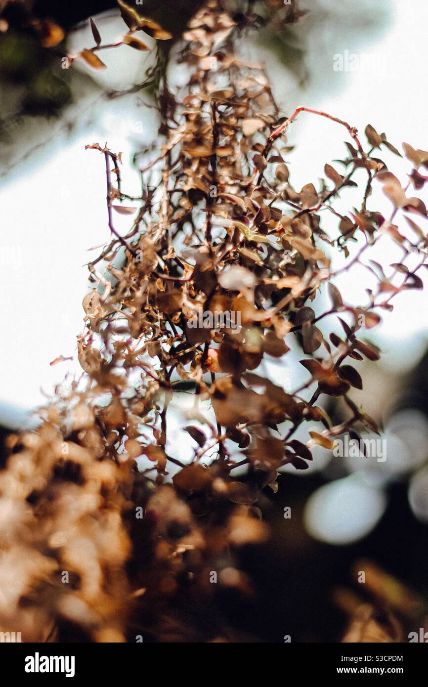 Ornamental Vines High Resolution Stock Photography and Images - Alamy