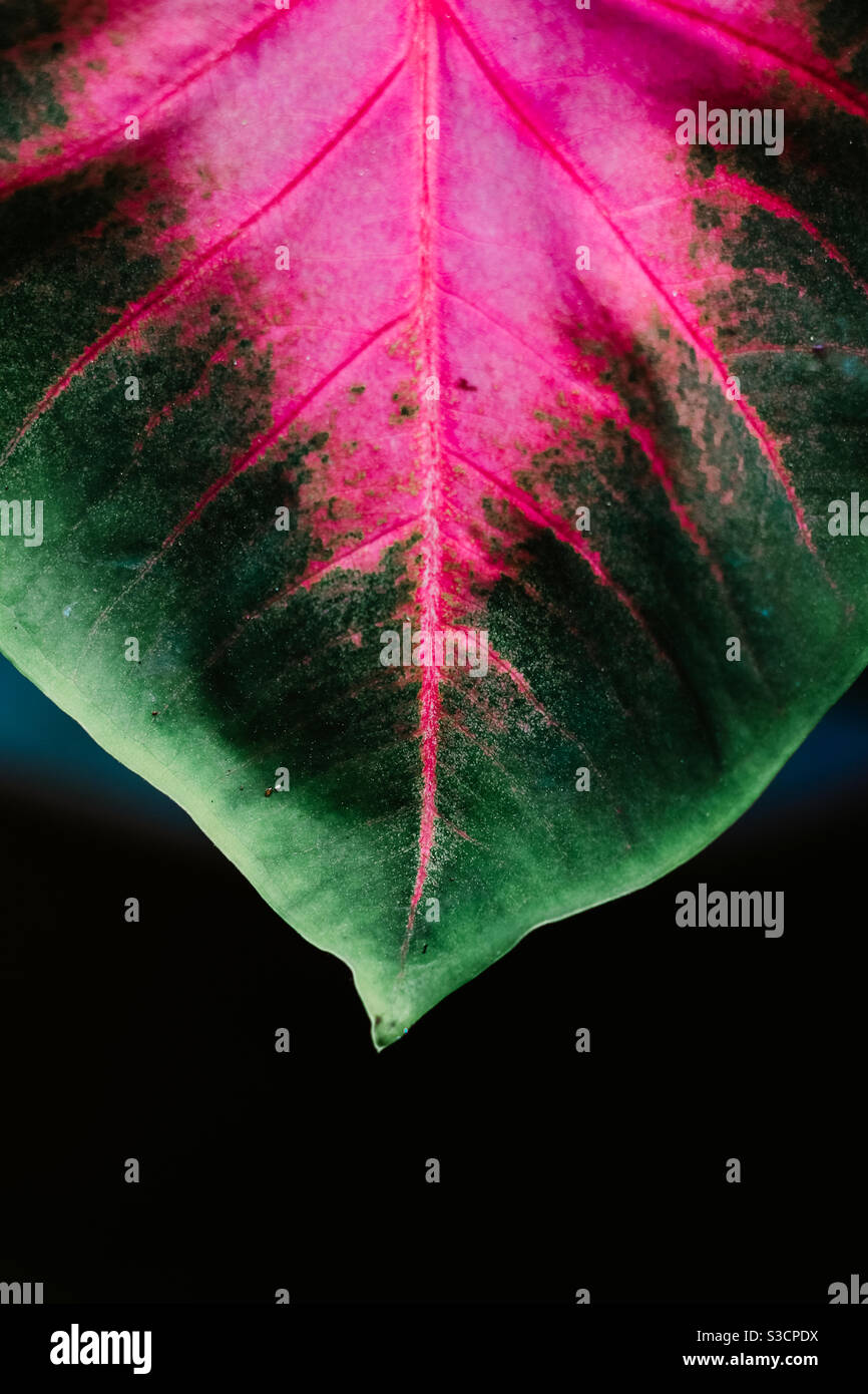 Ornamental leaf plant hi-res stock photography and images - Alamy