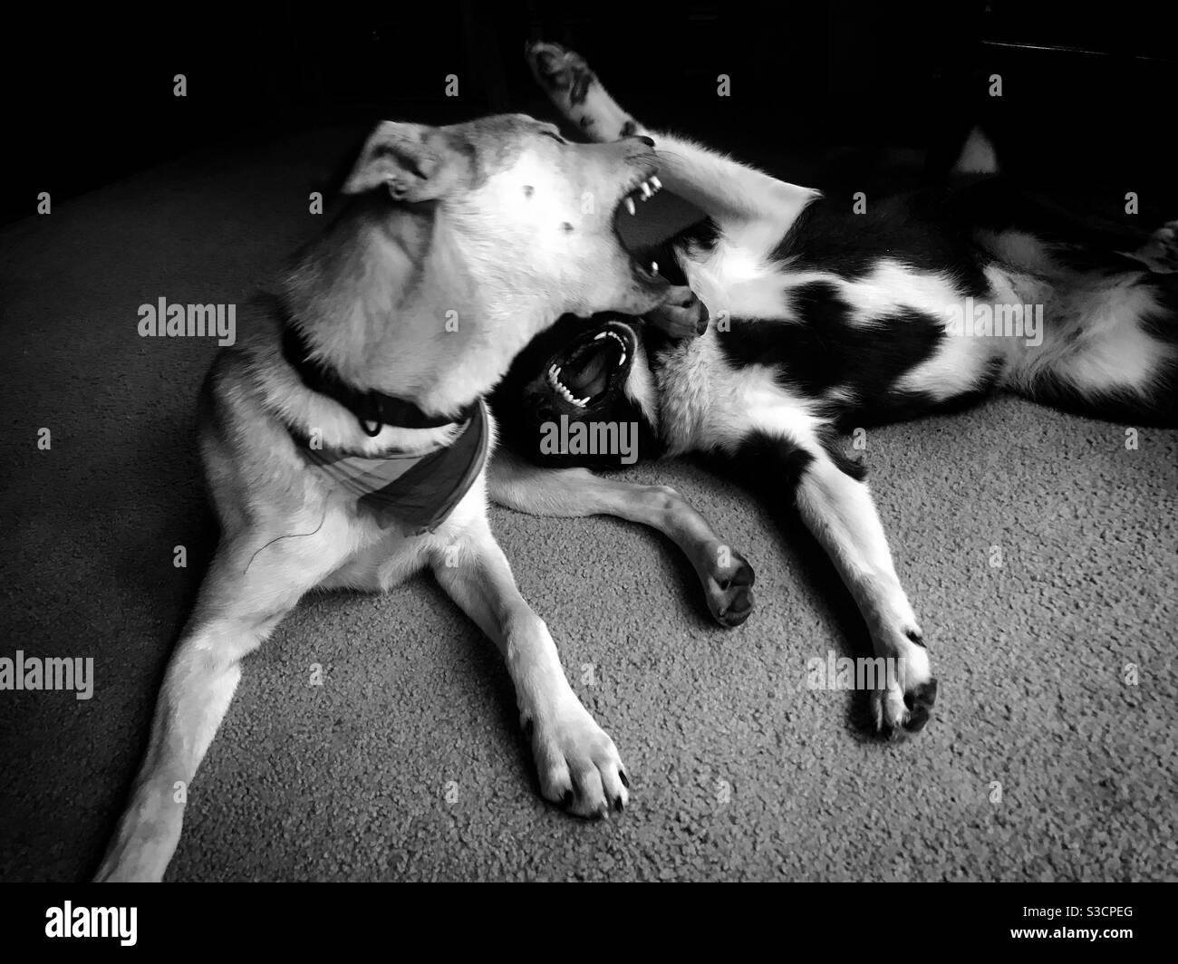 Karelian bear dog dogs hi-res stock photography and images - Alamy