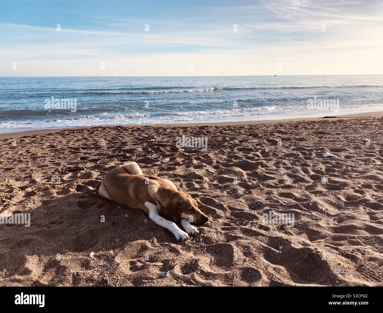 Stray dog sleeping by the sea Stock Photo - Alamy