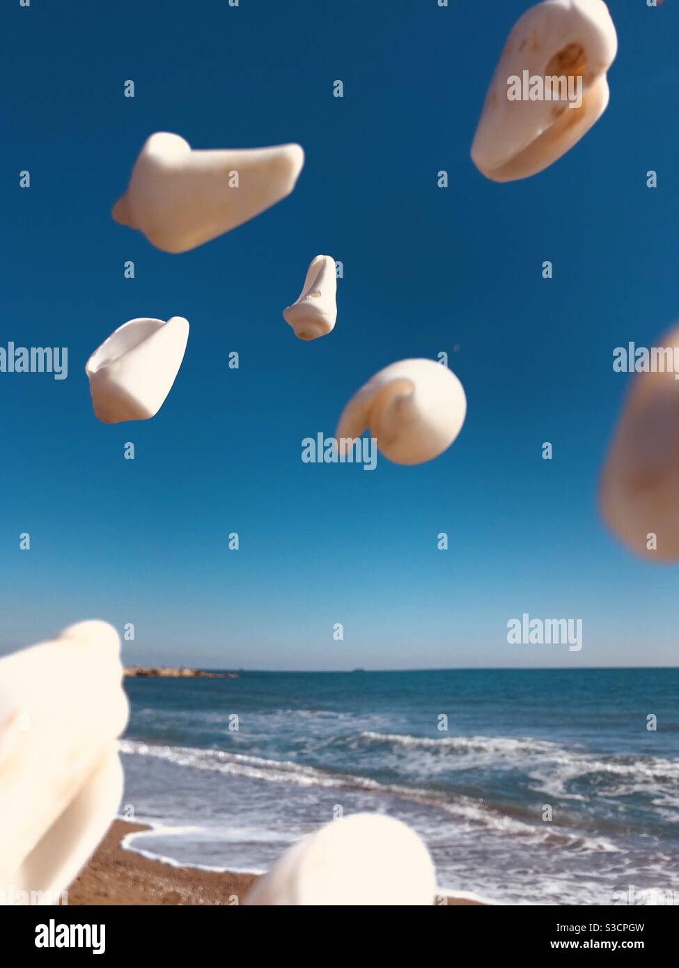 Seashells floating in mid air Stock Photo - Alamy