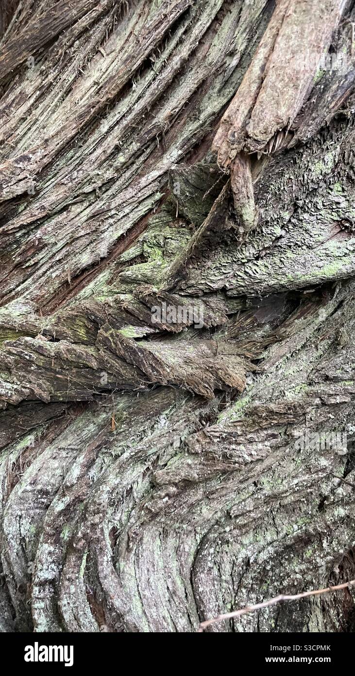 Bark texture close up hi-res stock photography and images - Alamy
