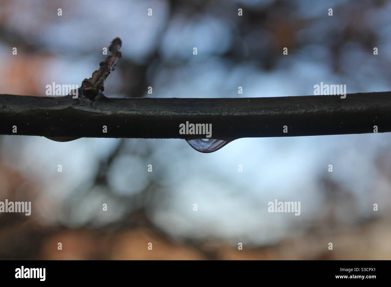 Water dripping from branch Stock Photo - Alamy