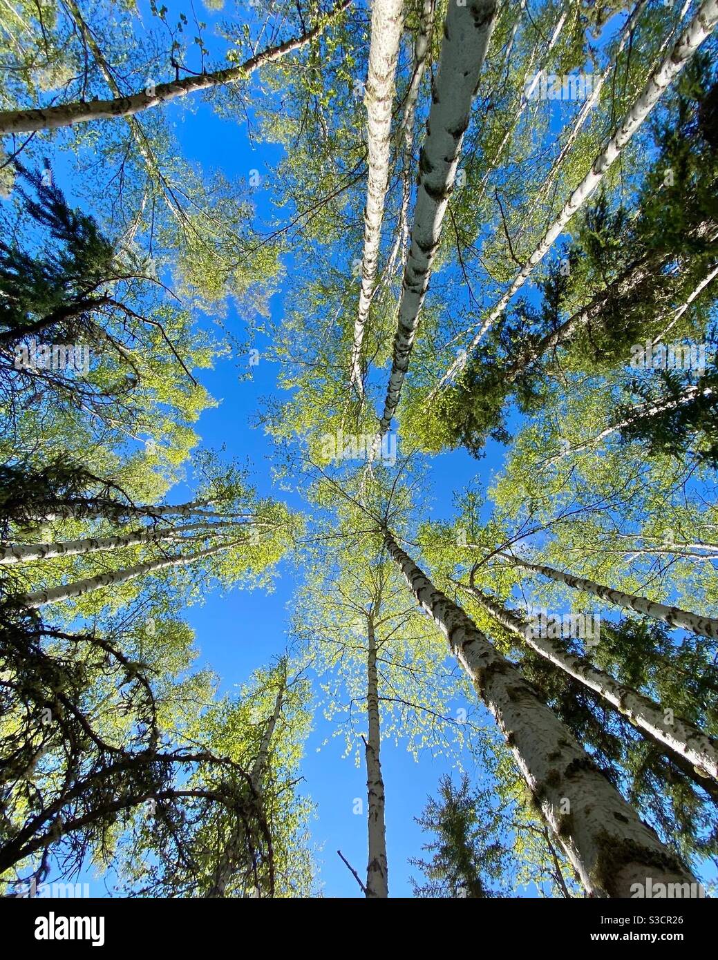Alaska summer birch forest hi-res stock photography and images - Alamy