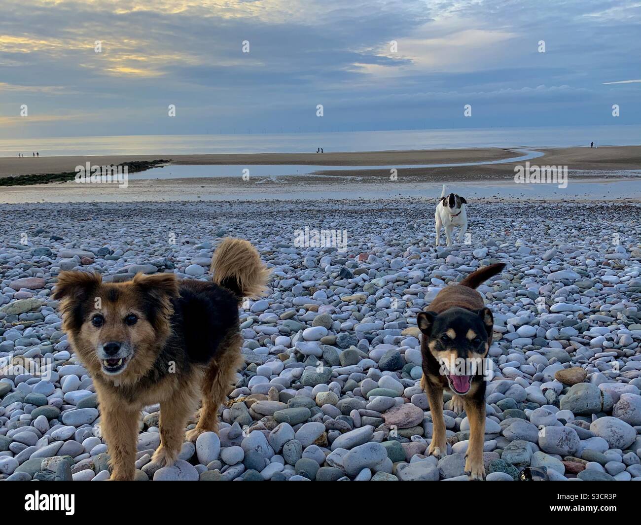Three dogs running hi-res stock photography and images - Alamy