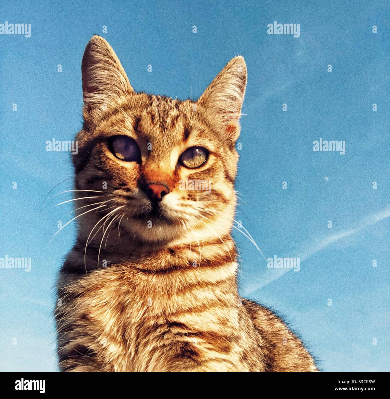 Tabby cat against blue hi-res stock photography and images - Alamy
