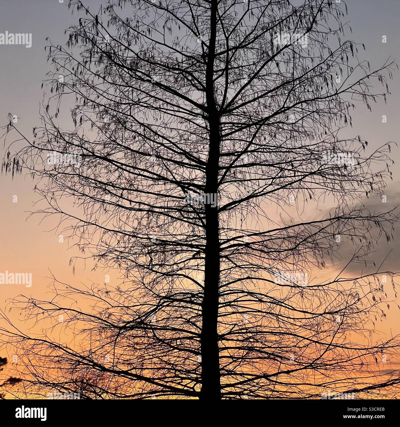 Cypress tree silhouette hi-res stock photography and images - Alamy