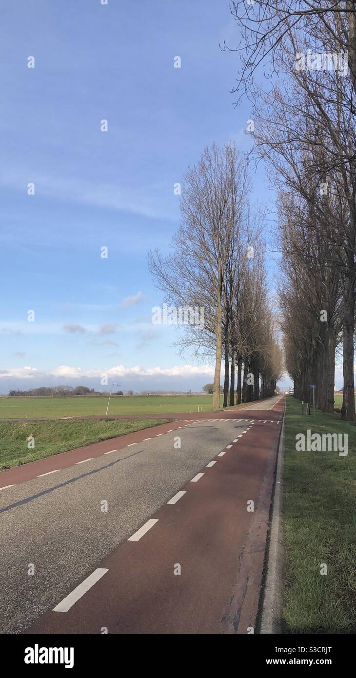 Empty country road with cycle paths and lined by trees in the ...