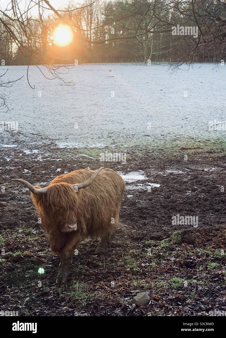Highland Cow Snow Scotland High Resolution Stock Photography and Images ...