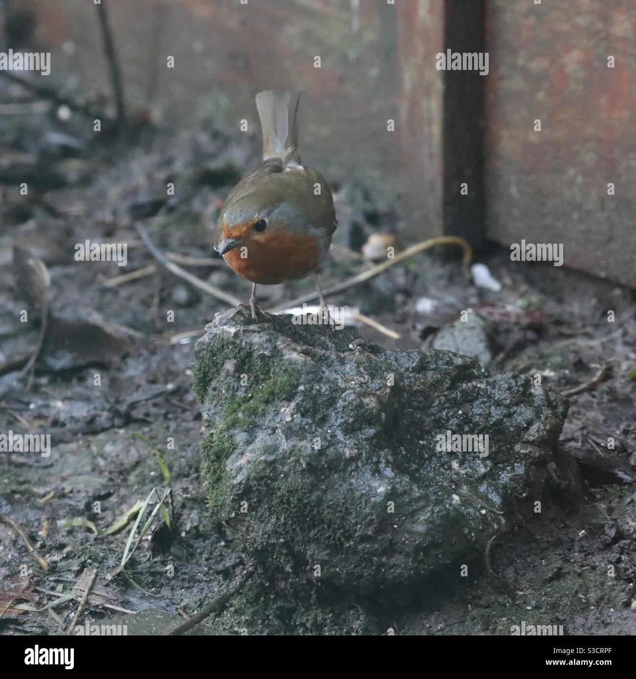 Rock robin hi-res stock photography and images - Alamy