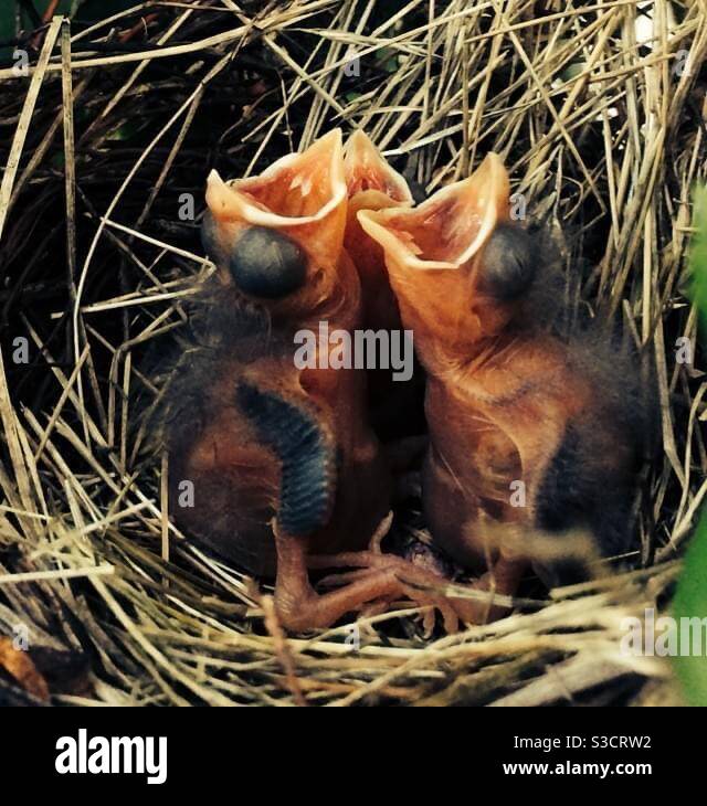 Born birds hi-res stock photography and images - Alamy