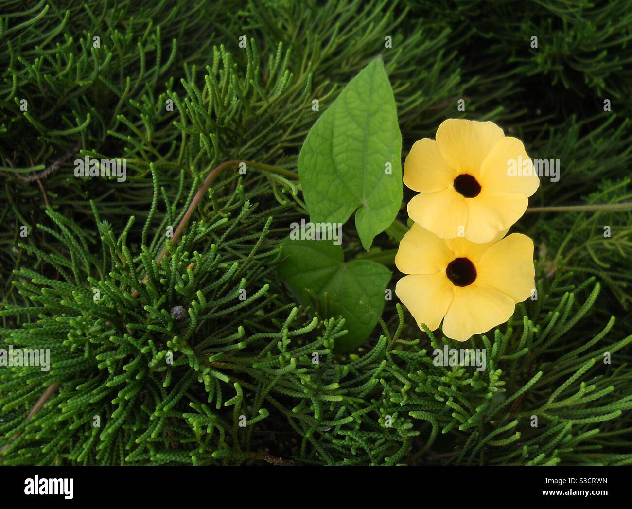 Pairs of leaves hi-res stock photography and images - Alamy