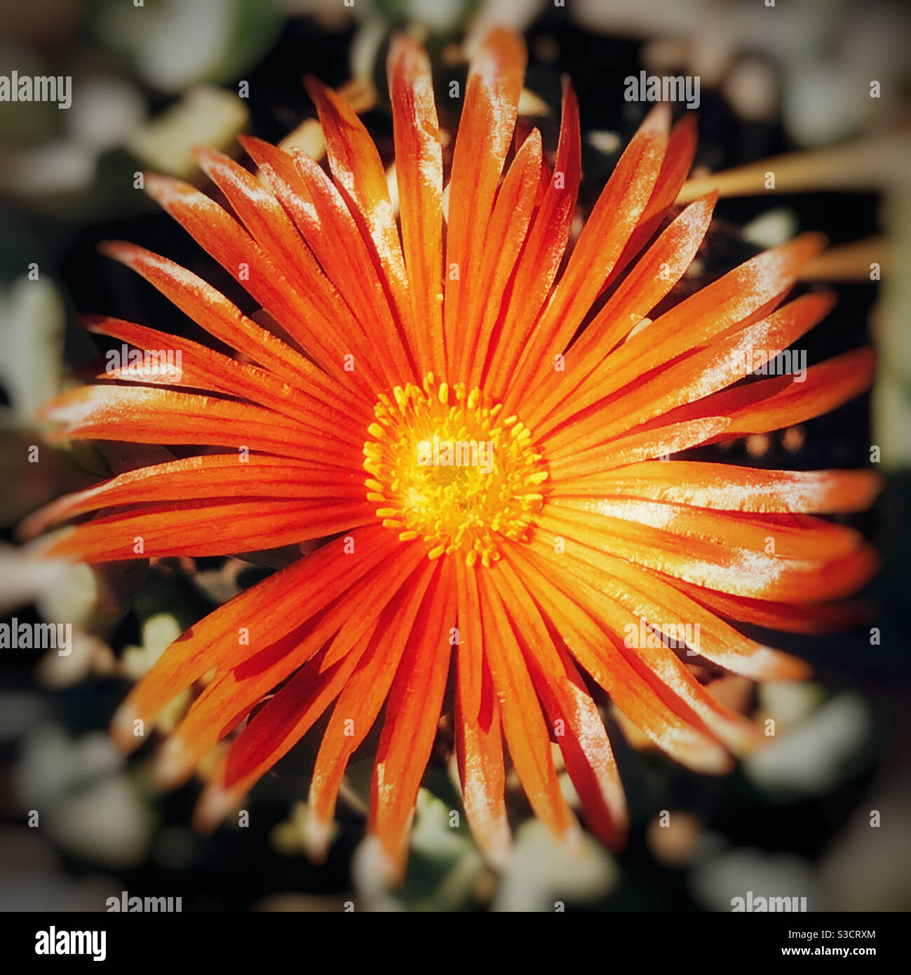Disc flower hi-res stock photography and images - Alamy