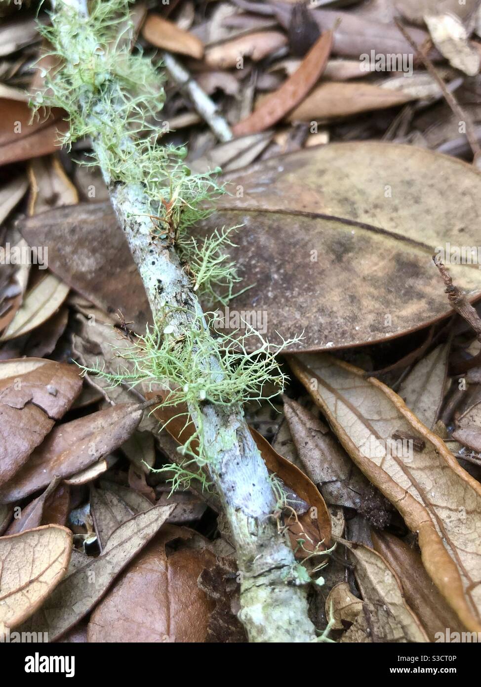 Lichen pale green hi-res stock photography and images - Alamy