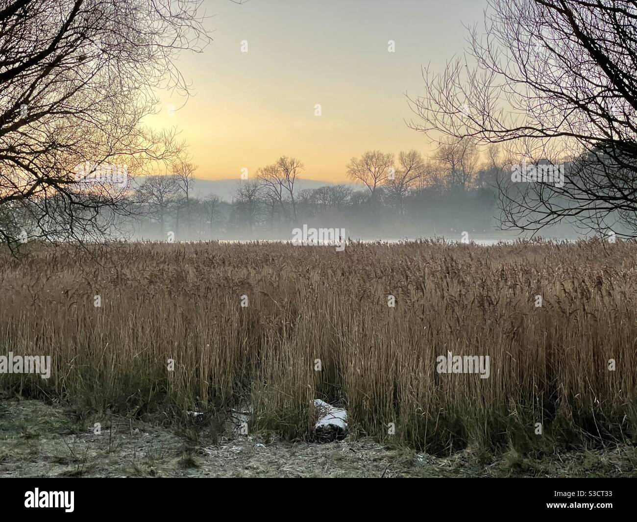 Lakeside plants hi-res stock photography and images - Alamy