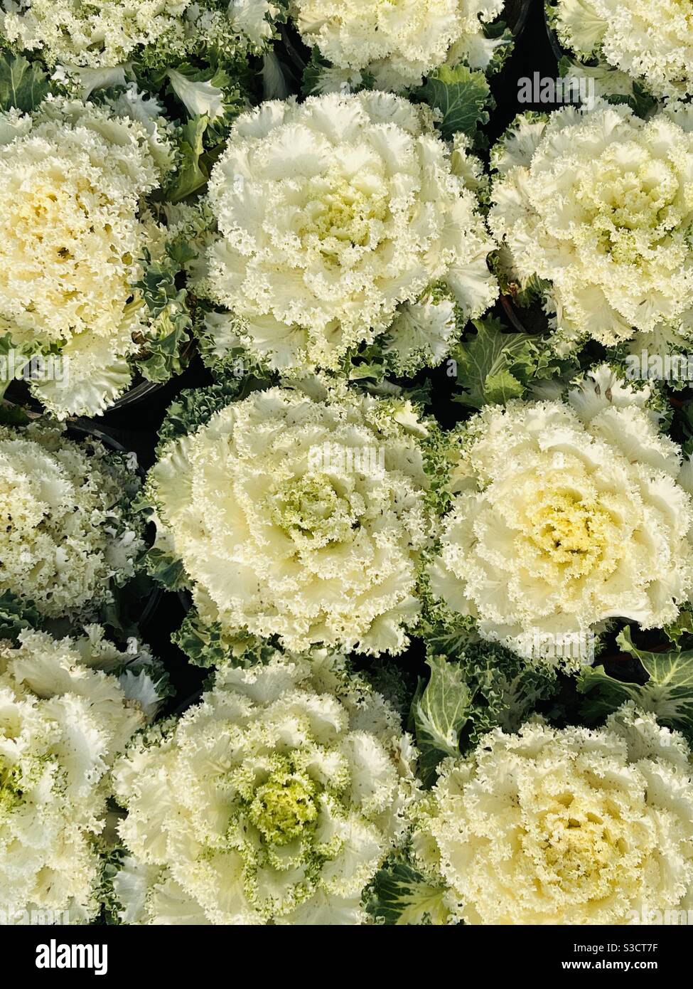 Kale flower hi-res stock photography and images - Alamy