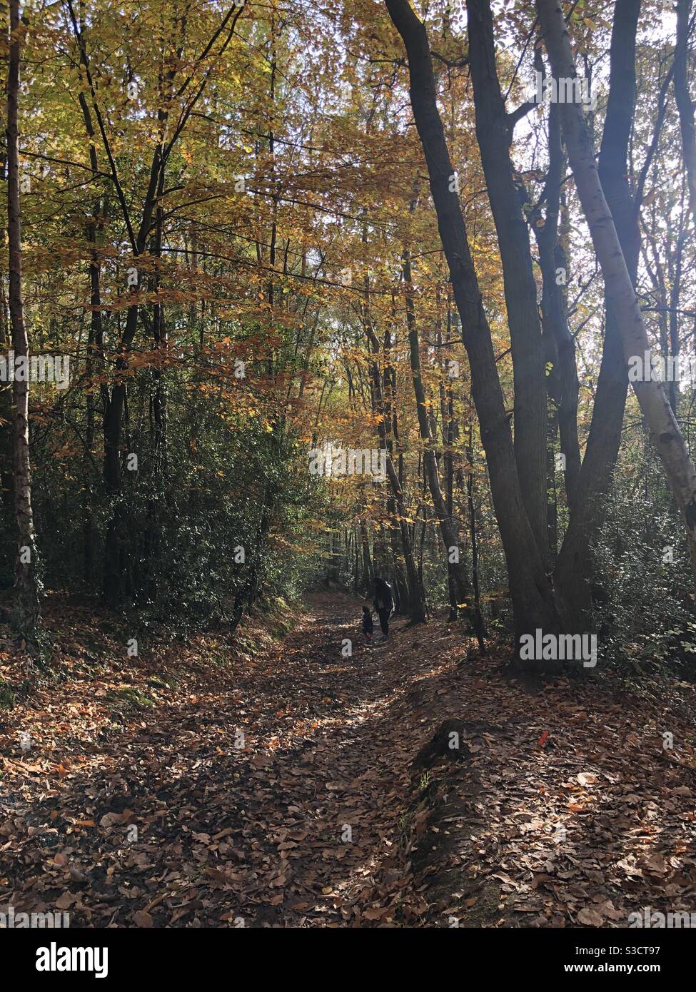 Hurst Wood High Resolution Stock Photography and Images - Alamy