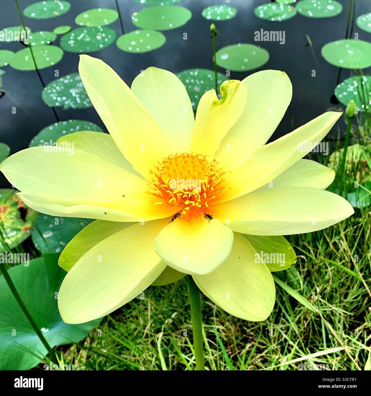 Lotus lilly hi-res stock photography and images - Alamy