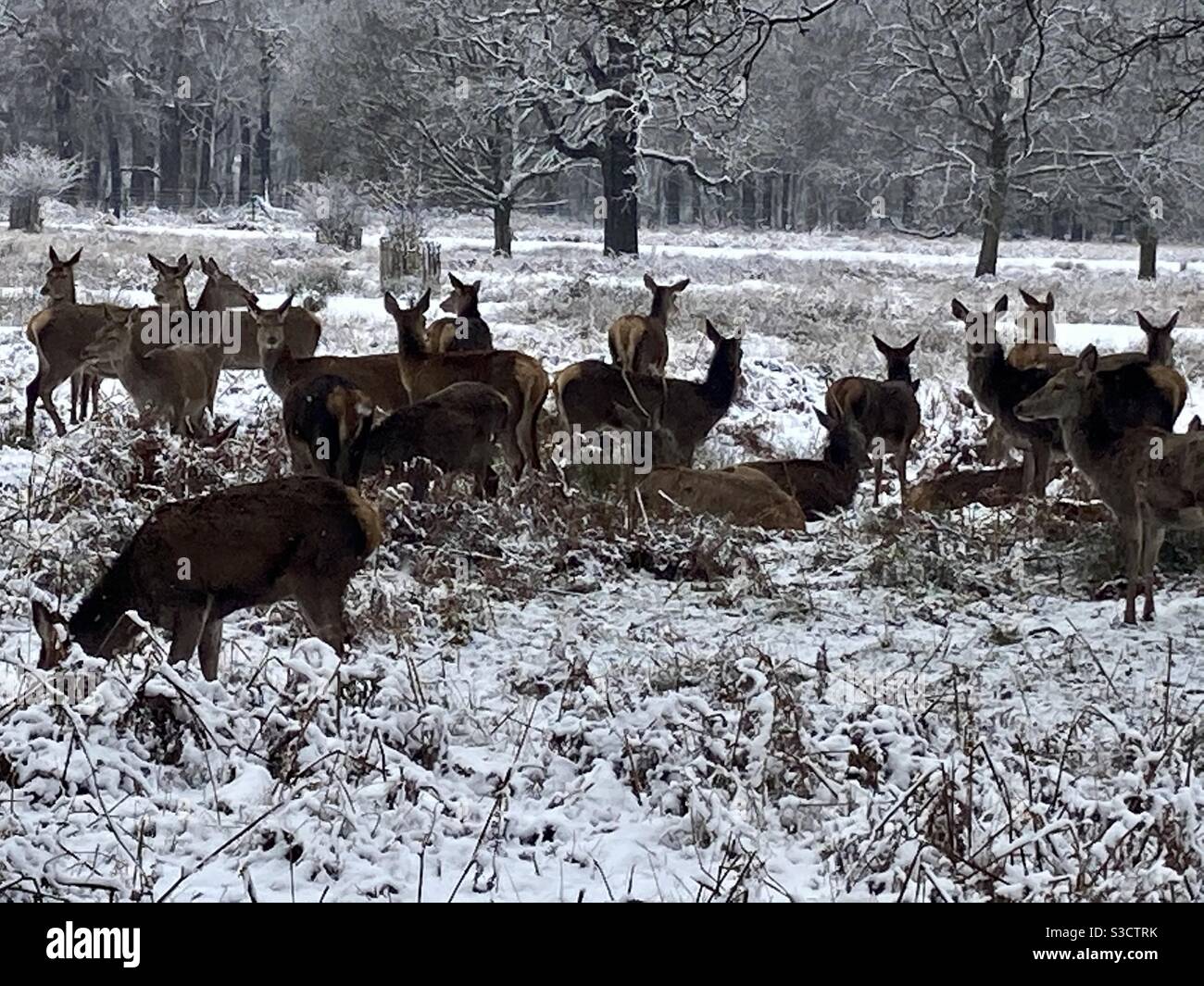 Oh deer hi-res stock photography and images - Alamy