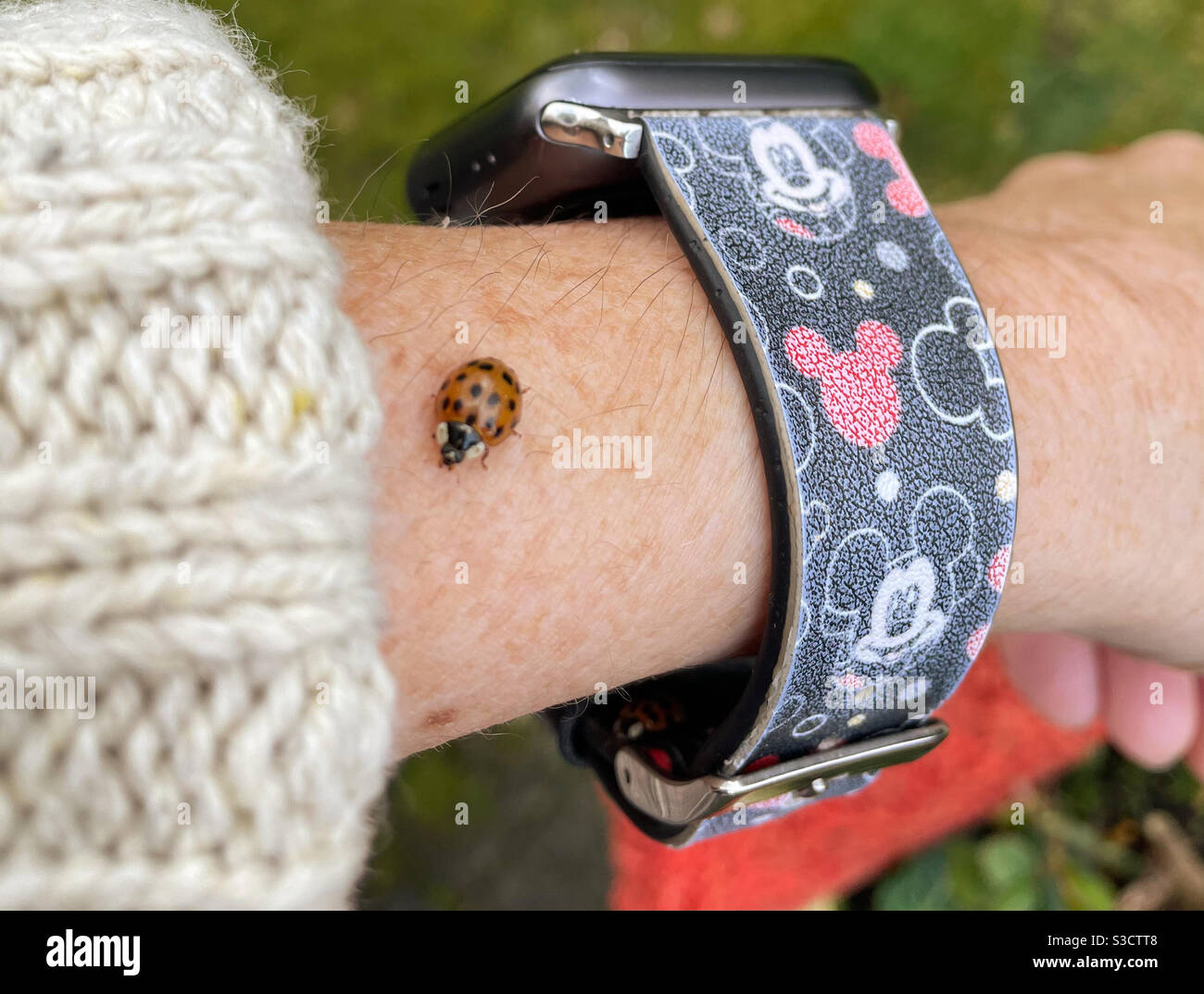 A bug on human wrist Stock Photo - Alamy