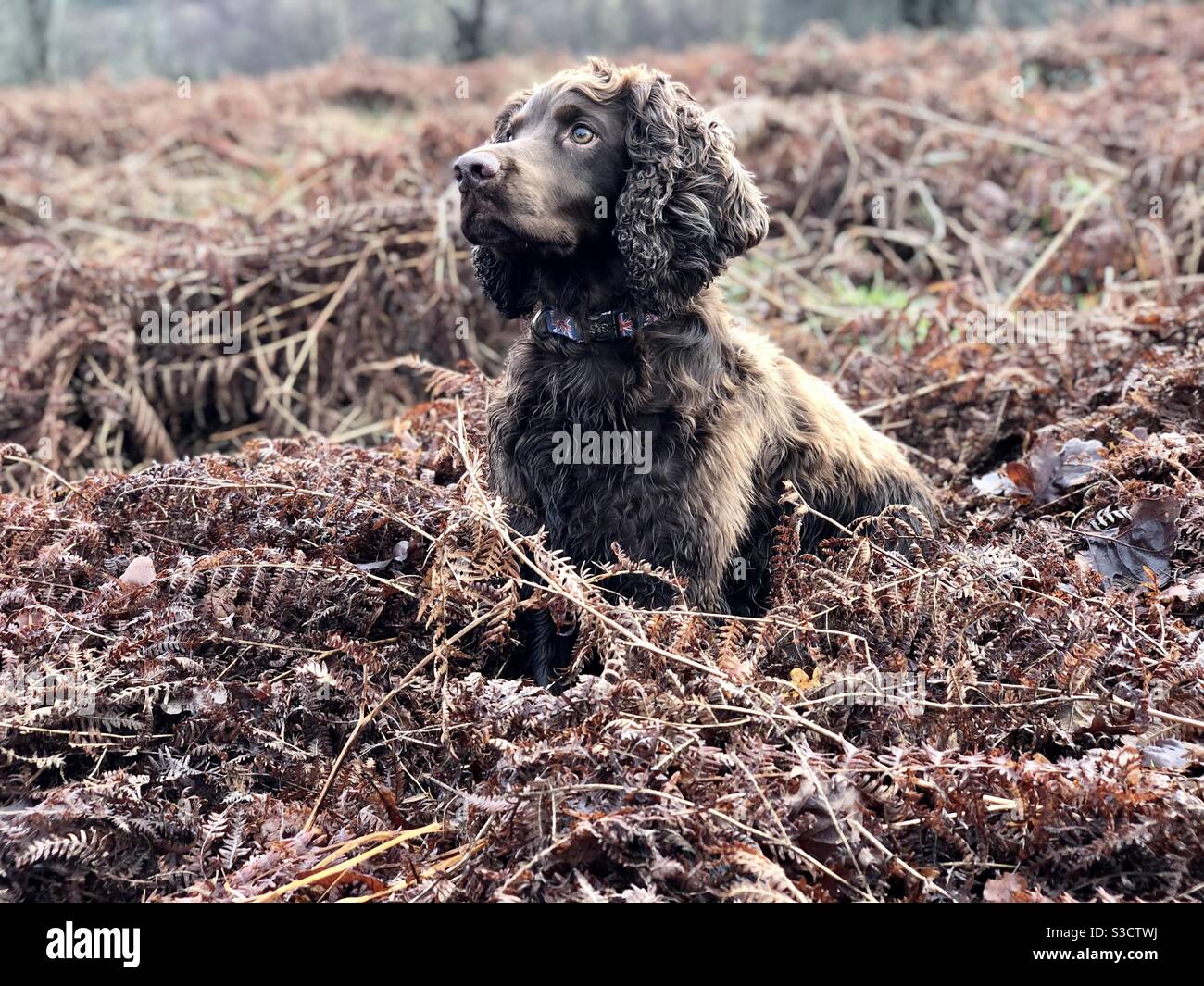 Working cocker spaniel hi-res stock photography and images - Alamy