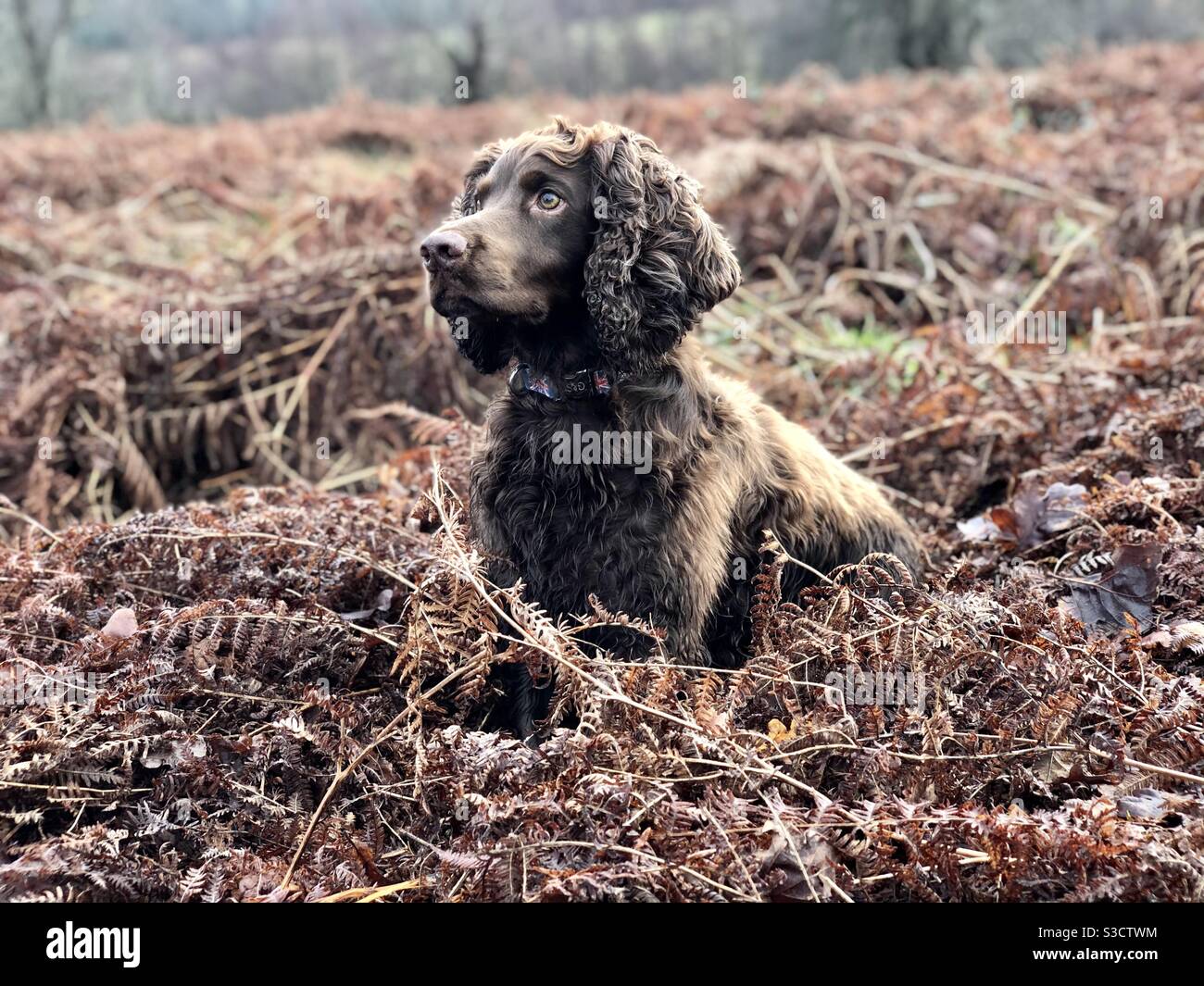 Brown cocker spaniel hi-res stock photography and images - Alamy