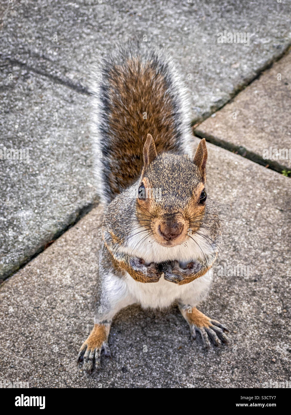 Georgia eastern gray squirrel hi-res stock photography and images - Alamy