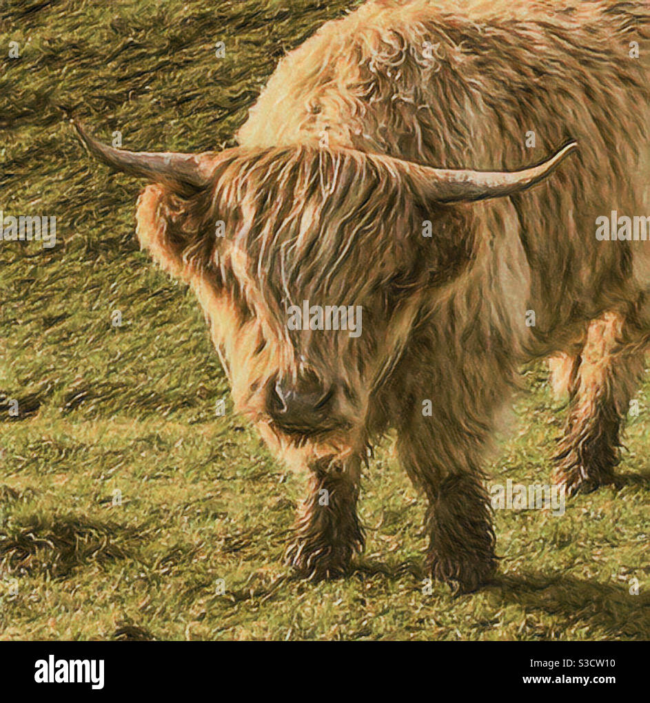 Highland cow horns hi-res stock photography and images - Alamy