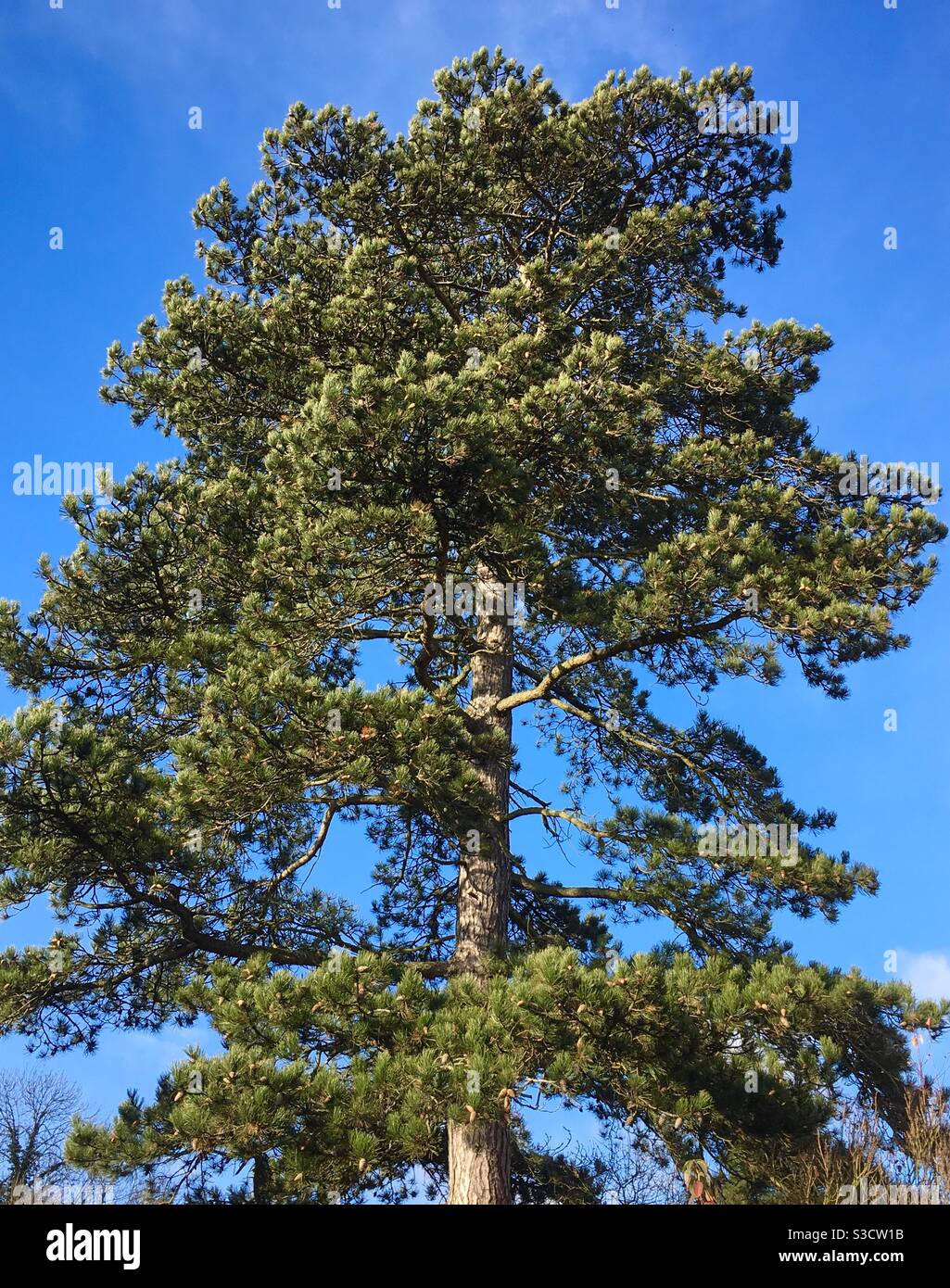 Tall and beautiful hi-res stock photography and images - Alamy